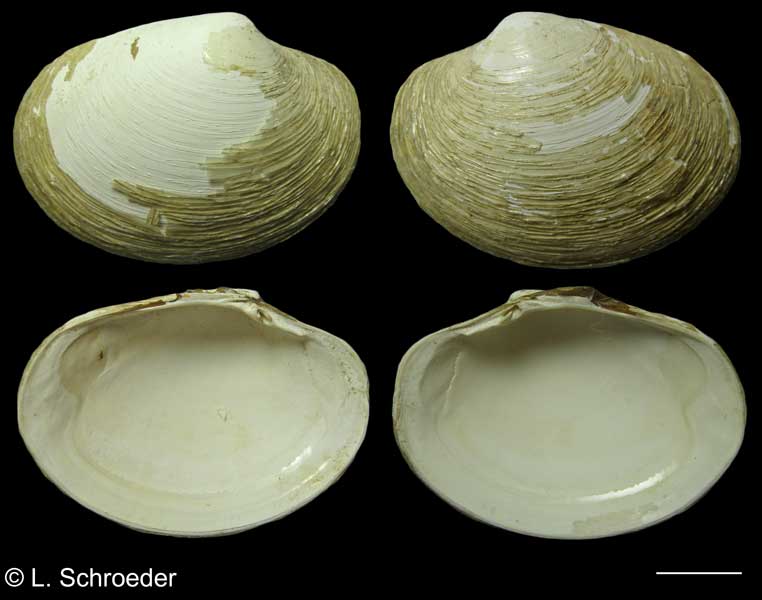 Bivalves - Trapezidae, Ungulinidae, Kelliellidae, Vesicomyidae